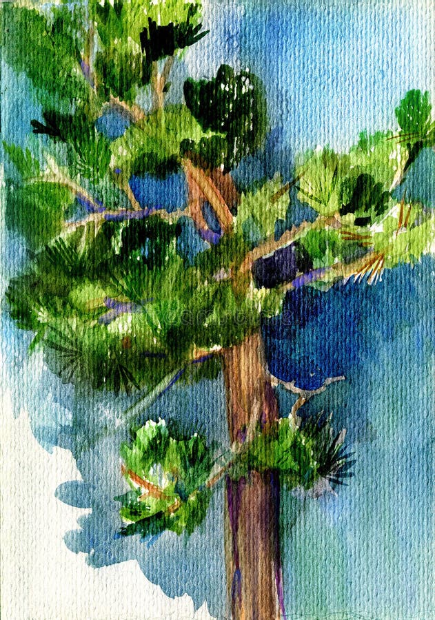 Young Pine Tree. Tree Lit by the Sun Stock Image - Image of drawing ...