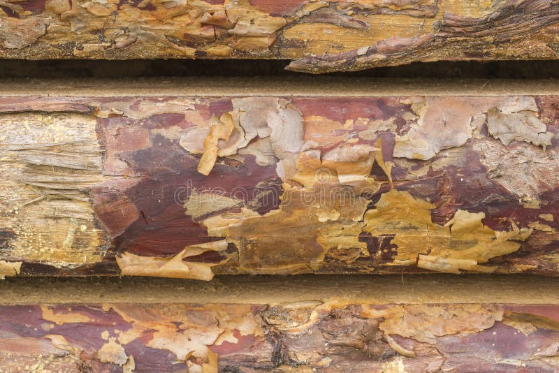 Young Pine Tree Logs Stacked for Air-drying. Timber Stack. Wood Texture ...