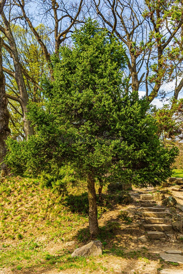 A Young Pine Tree with Long Green Needles. Stock Photo - Image of tree ...
