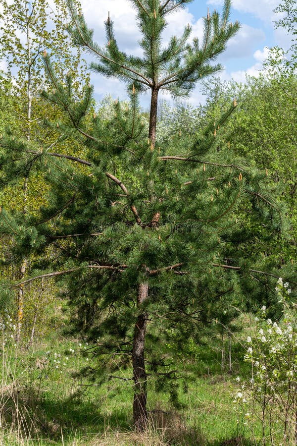 Young Pine Tree in Nature in Spring Stock Photo - Image of lawn ...