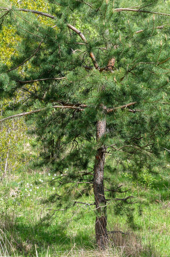 Young Pine Tree in Nature in Spring Stock Image - Image of wood, pine ...