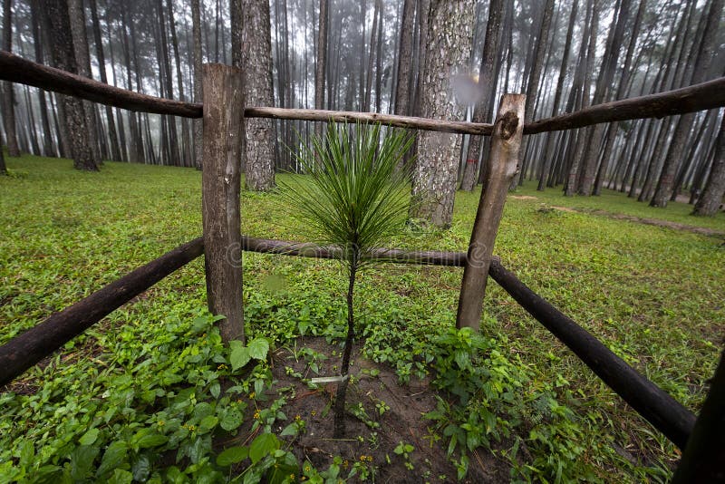 Young Pine Tree stock image. Image of research, silvicultural - 256571677