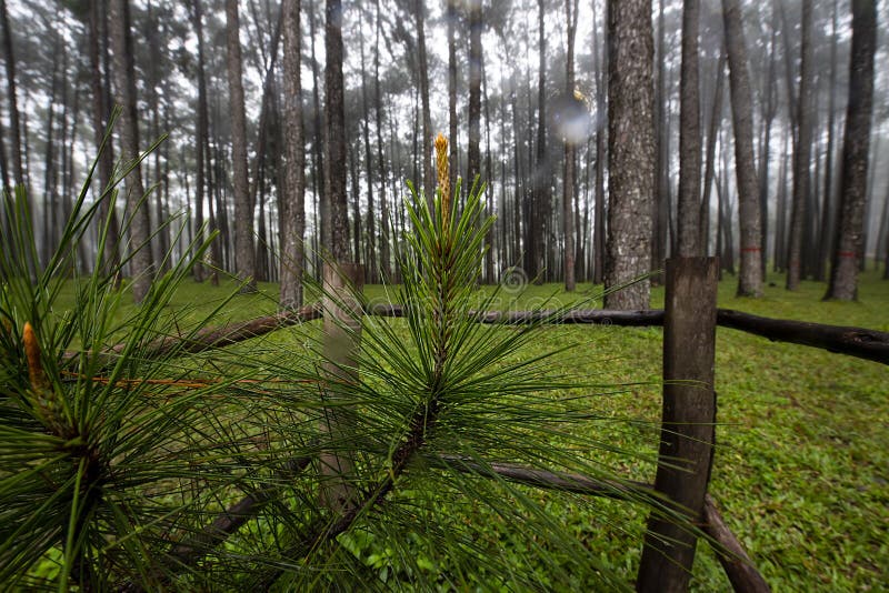 Young Pine Tree stock photo. Image of park, chiang, picturesque - 256571682