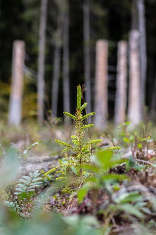 Young Pine Tree Planted or Reforested in the Forest Stock Photo - Image ...