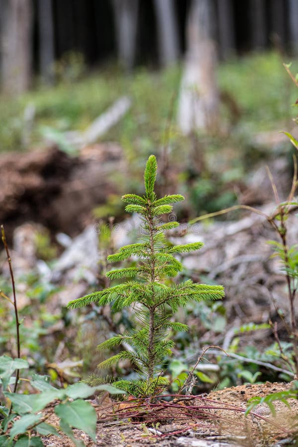 Young Pine Tree Planted or Reforested in the Forest Stock Photo - Image ...