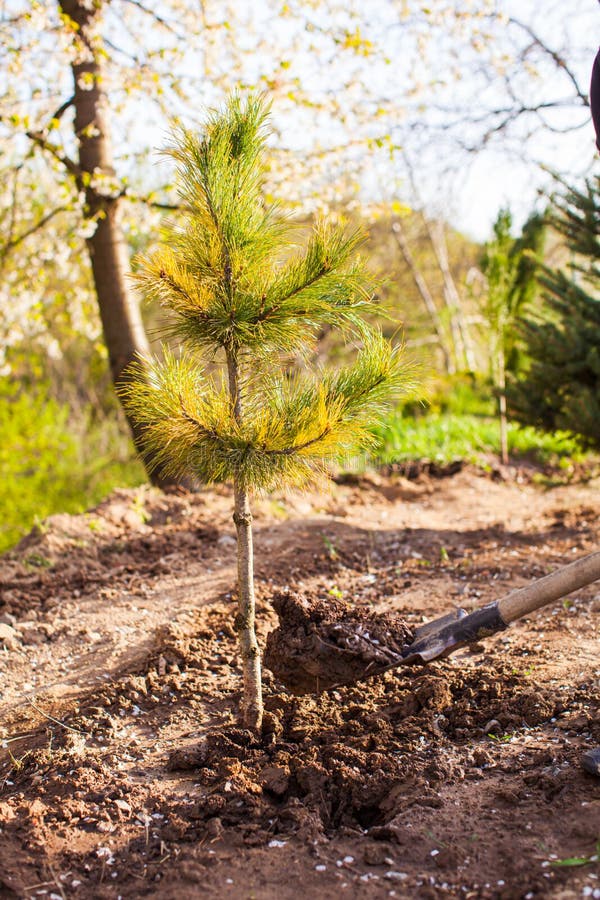 Young Pine Tree Recently Planted in Small Forest Stock Photo - Image of ...