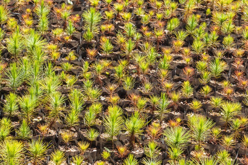 Young pine tree seedling stock image. Image of kidney - 31526565