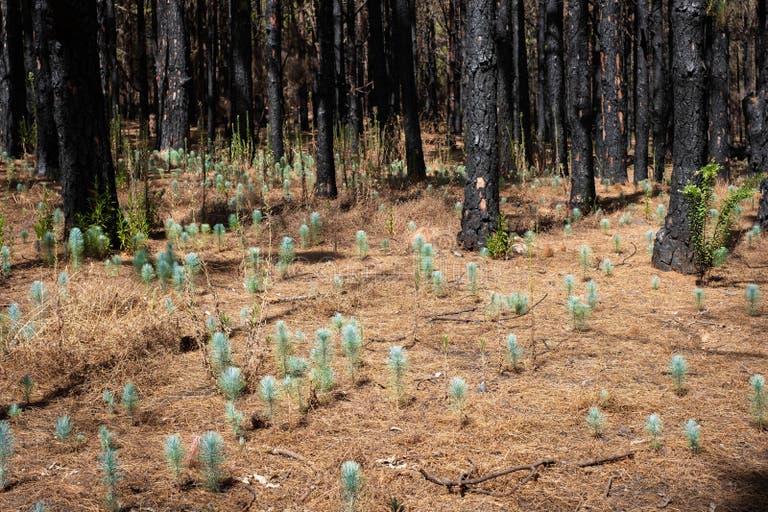 196 Forest Fire Seedling Stock Photos - Free & Royalty-Free Stock ...