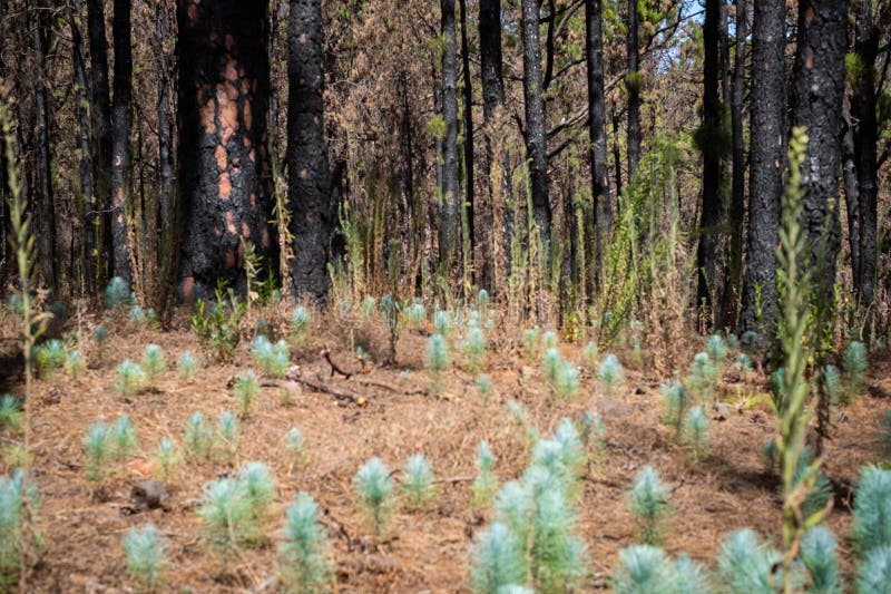 Young Pine Tree Seedlings in Forest - Nature Recovery after Fire Stock ...