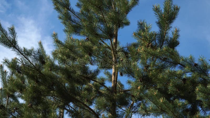Pine Tree with Cones and Spring Buds in Branches Closeup Stock Footage ...