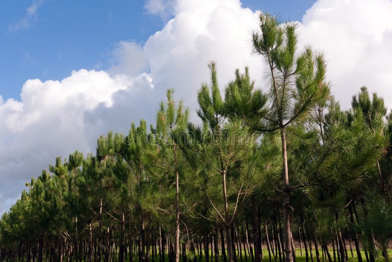 The Rows of Cinchona Trees at Gambung Tea Plantation Stock Photo ...