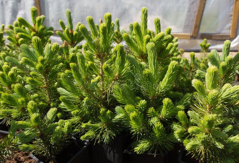 Young pine trees. stock photo. Image of farming, sale - 72747698