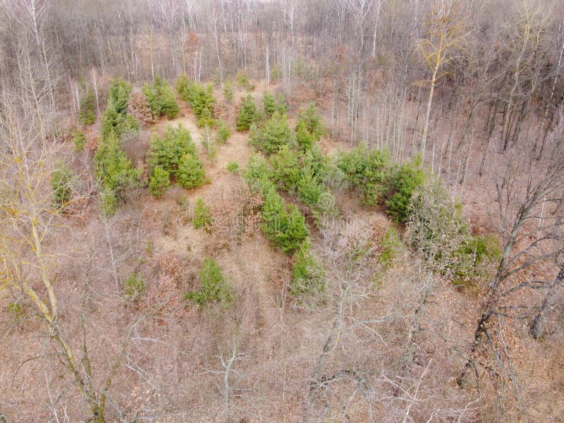 Young Pine Trees Surrounded by Leafless Trees in the Forest, Aerial ...