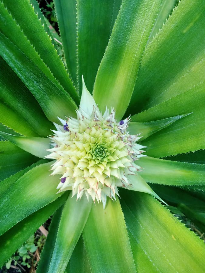Young Pineapple Fruit that Has a Unique Shape Seen from Above with a ...