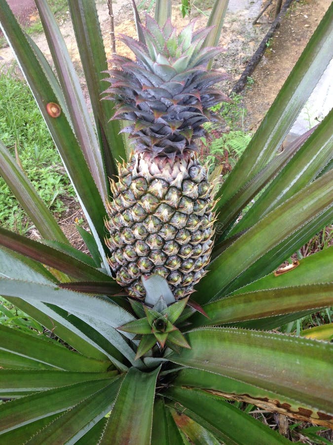 Young Pineapple Fruit is One of the Plants in Tropical Climates Stock ...