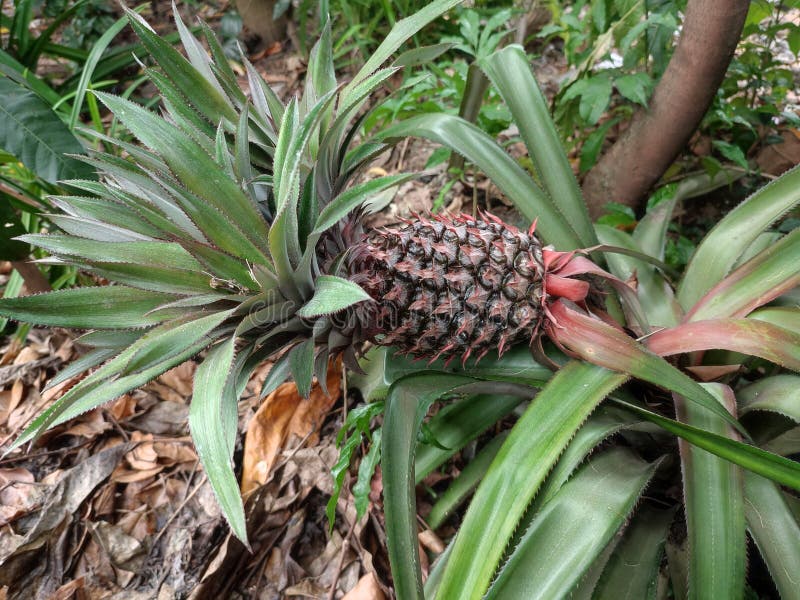 Young Pineapple Fruit Plant Trees Stock Photo - Image of tree, plant ...