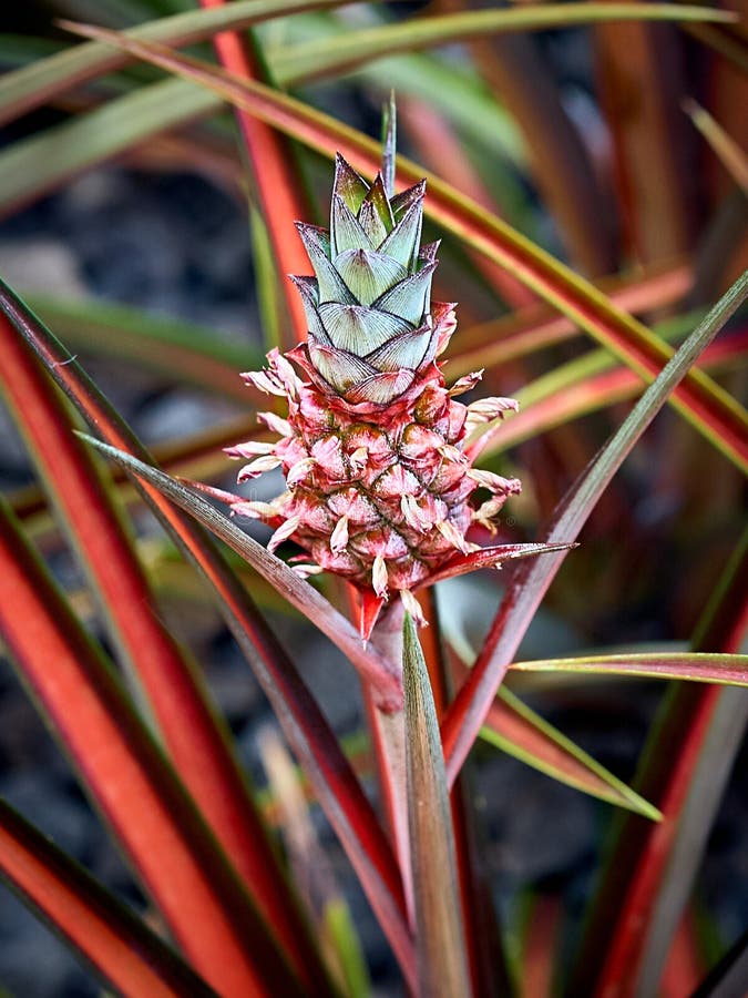 Young Pineapple Plant Close-up Stock Photo - Image of plant, scales ...