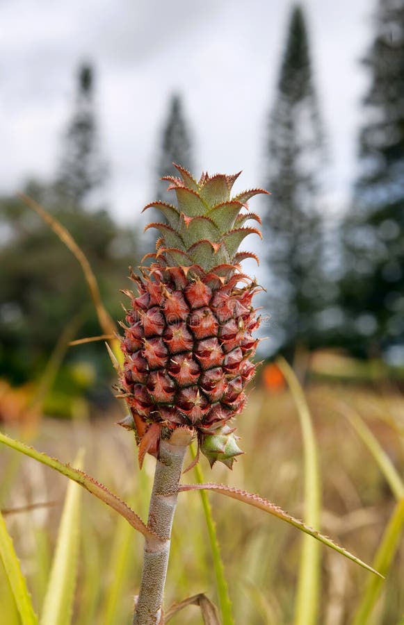 Young Pineapple Plant. stock image. Image of green, fresh - 71887247