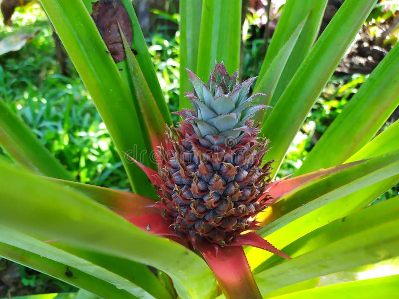 Young Pineapple Red Grow Fresh Stock Photo - Image of young, pineapple ...