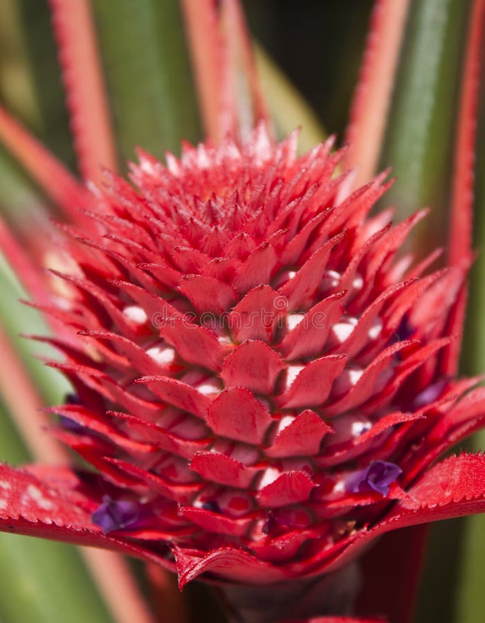 Young Pineapple on Stalk stock photo. Image of agriculture - 15418640