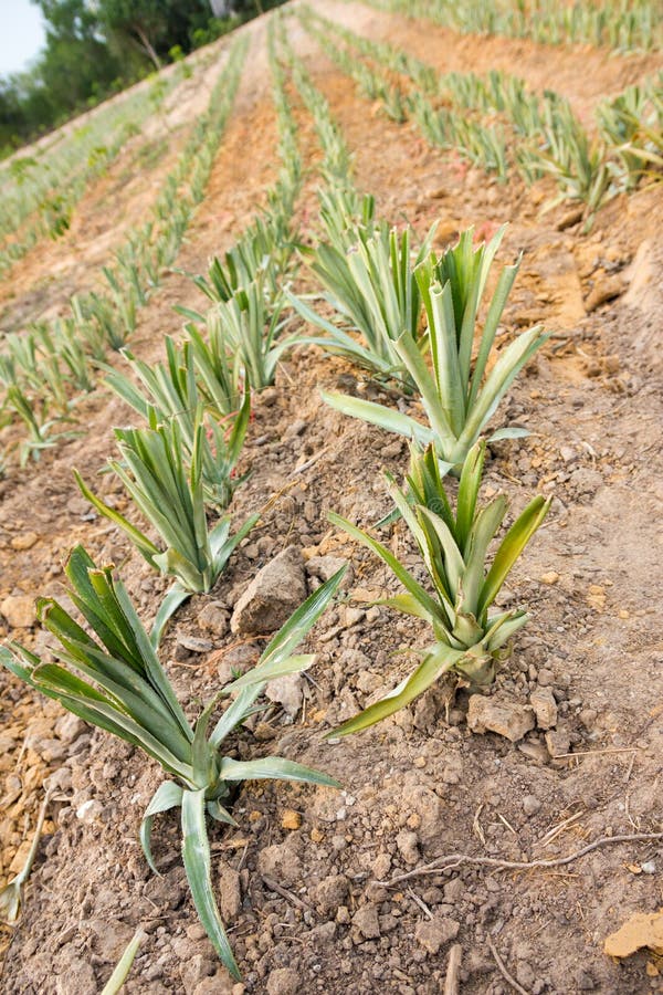 Young pineapple tree stock photo. Image of food, fresh - 24477166