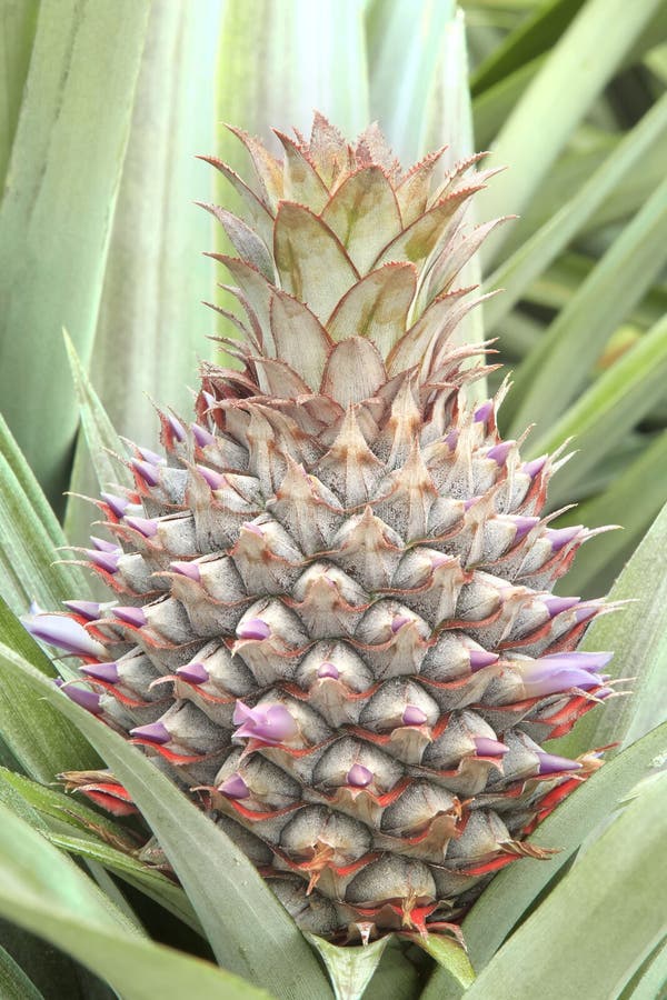 Young pineapple stock photo. Image of farm, field, natural - 42602782