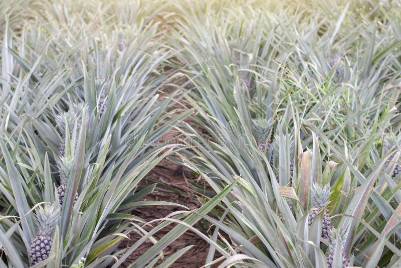 Young Pineapple on Tree in the Farm. Stock Photo - Image of food ...