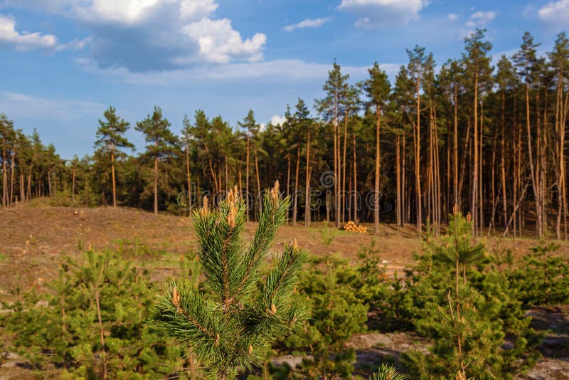 Young pines stock image. Image of outdoor, park, coniferous - 117004753