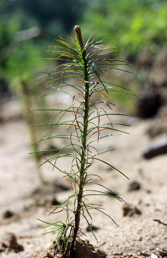 Young Pines Sapling Tree Sprout in Spring Forest Stock Image - Image of ...