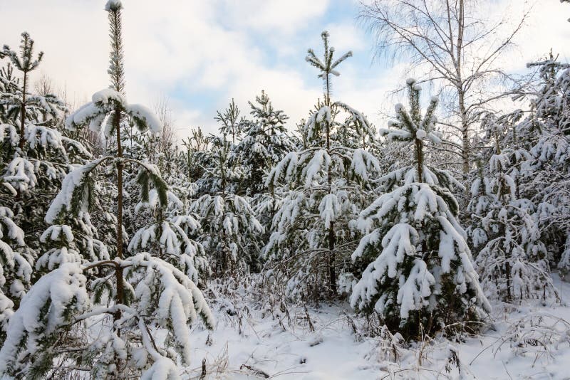 Young pines in snow. stock image. Image of christmas - 63487069