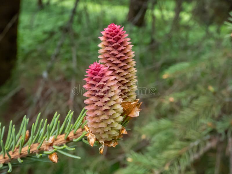 Young Pink Fir Cone Growing on a Tree Branch of a Tree in a Park in ...