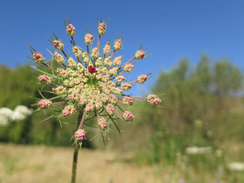 Young pink Hogweed flower stock image. Image of young - 93147109