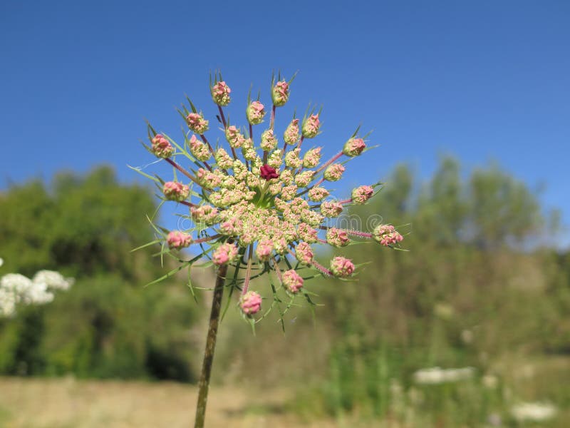 Young pink Hogweed flower stock image. Image of flowering - 93413733