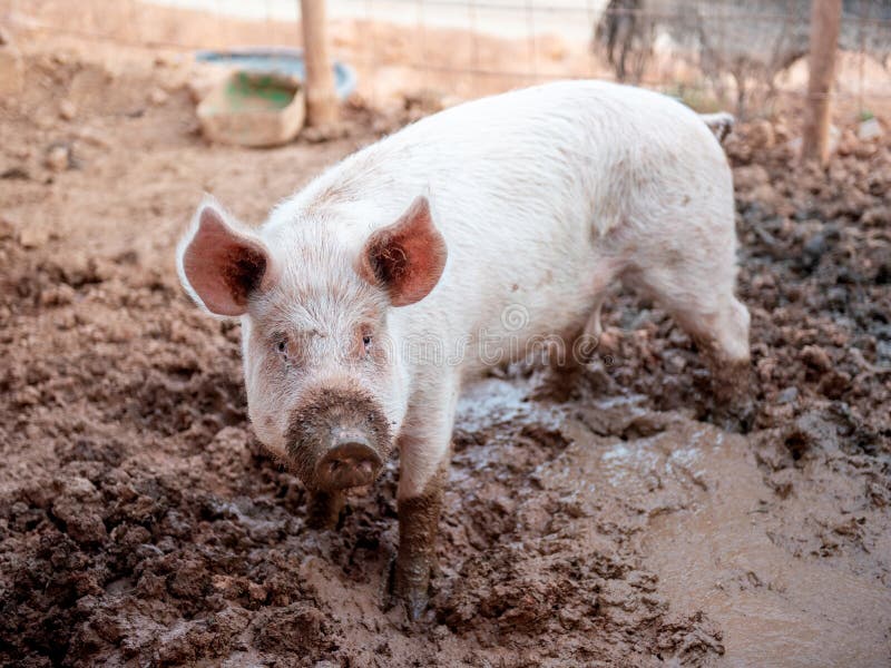 Young Pink Pig in a Dirty Pigsty Alone Stock Photo - Image of meat ...