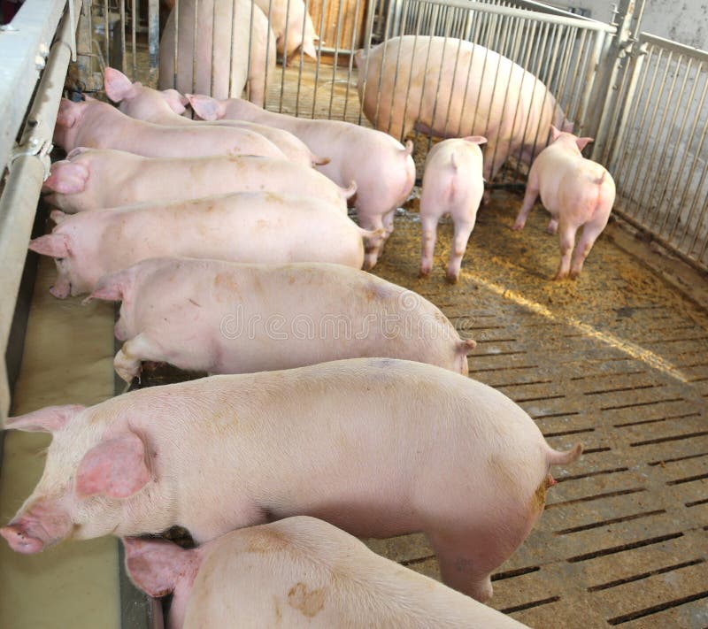 Pig in Mud, Big Pink Pigs Outside in Field, Happy Farm Animal. Stock ...