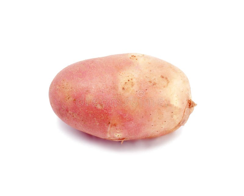 Pink Potato Rose with the Heather Landscape of St. Peter Ording Stock ...