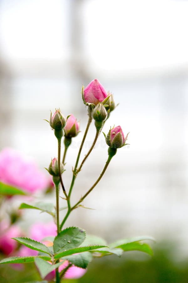 Young Pink Rose stock photo. Image of single, close, rose - 47852258