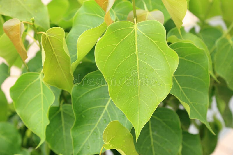 Young Pipal Leaves. Green Leaf Spring Scene Natural Background Stock ...