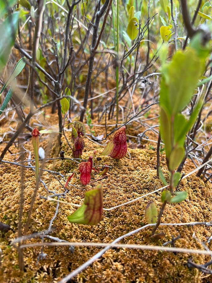 Young Pitcher Plants stock image. Image of prey, long - 263502427