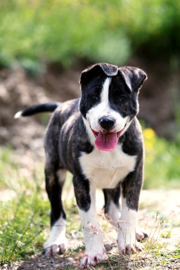 Young pitt bull stock image. Image of camera, mutt, adopted - 41155595