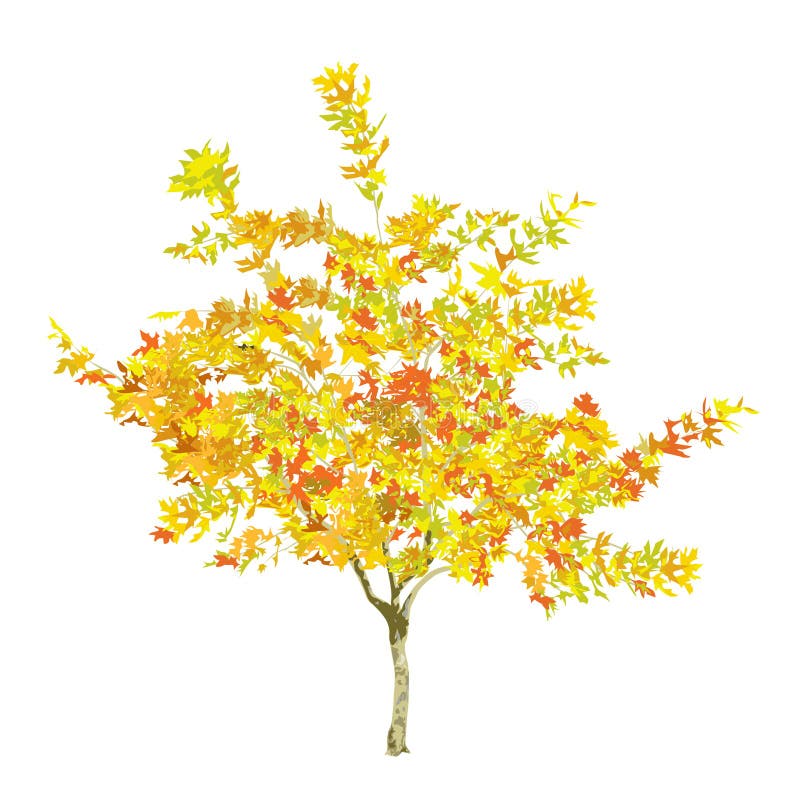 Young Plane Tree in the Fall in Color Stock Vector - Illustration of ...