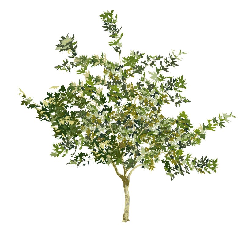 Young Plane Tree in the Summer in Color Stock Vector - Illustration of ...