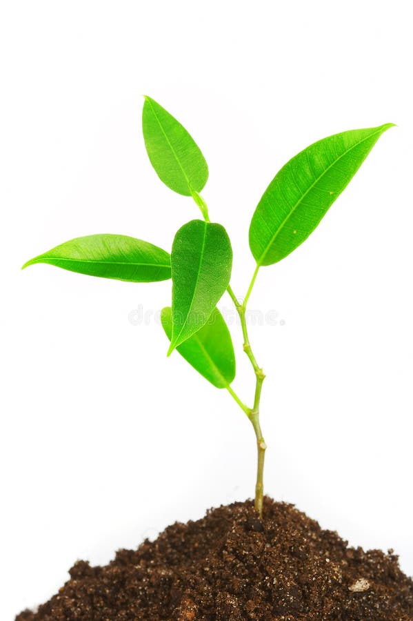 Young plant stock image. Image of agriculture, healthy - 2349389