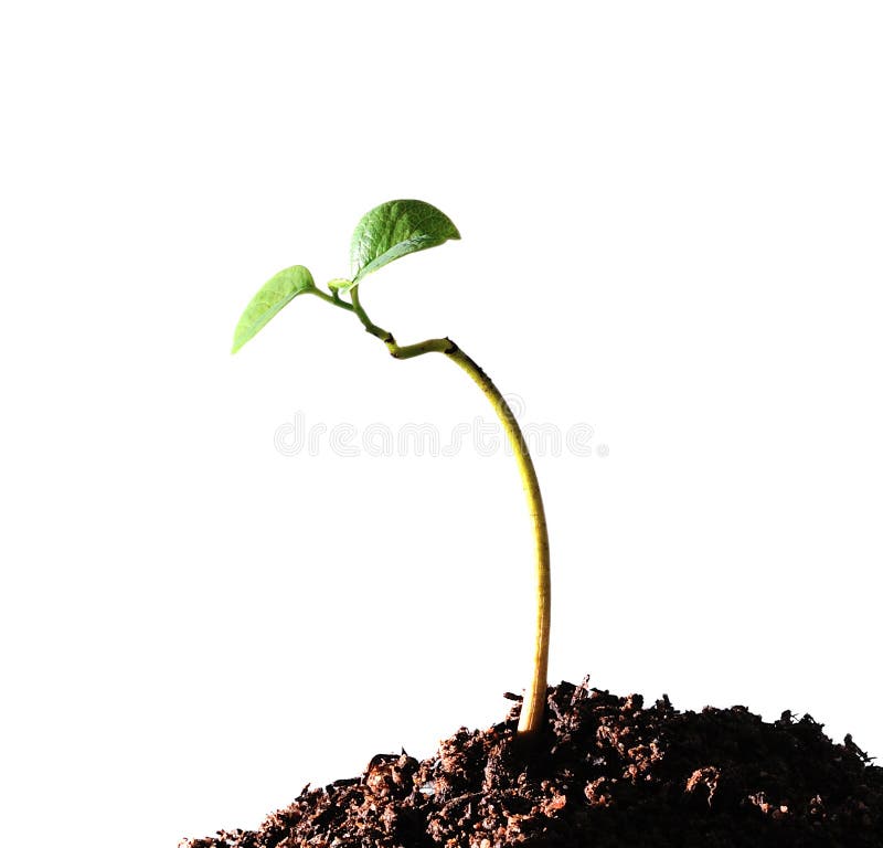 Holding young plant stock photo. Image of healthy, ecology - 5403096