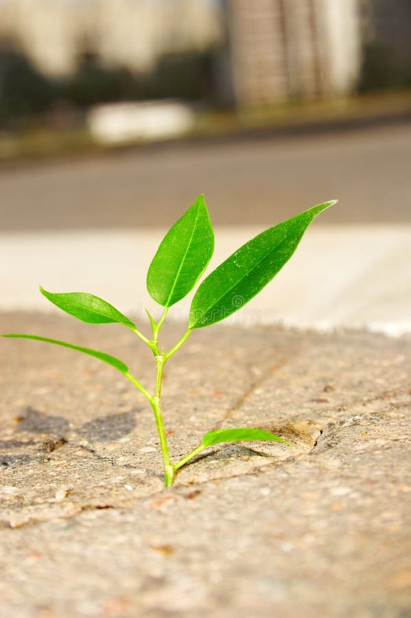 Young plant stock photo. Image of line, hope, healthy - 2349394