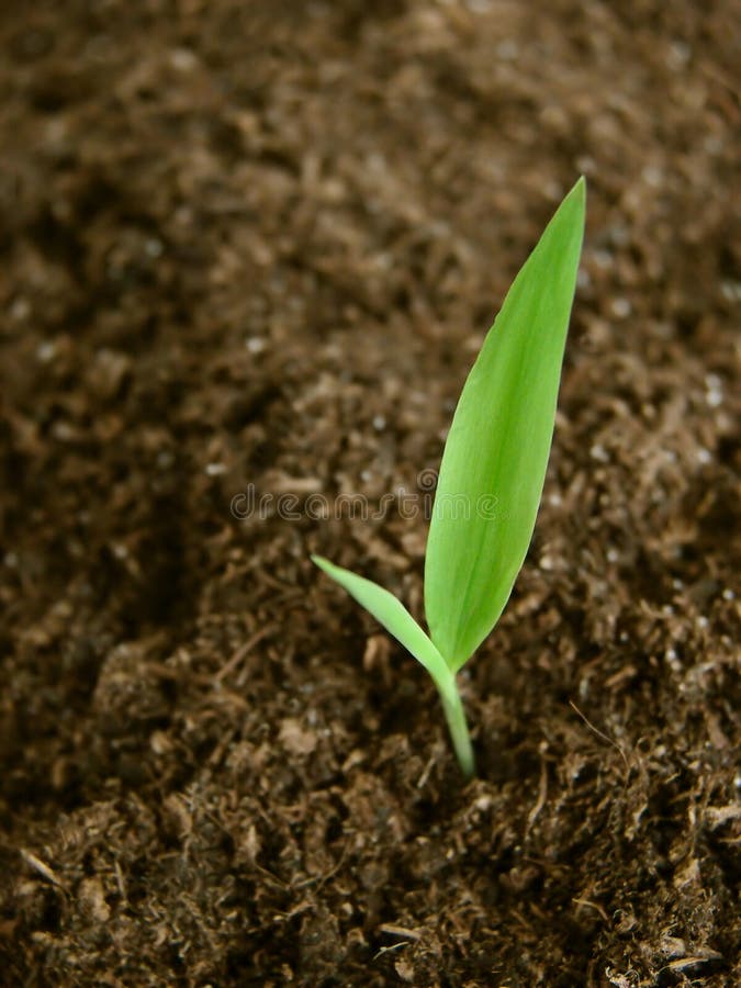 Young plant stock image. Image of fragile, conservation - 4980437
