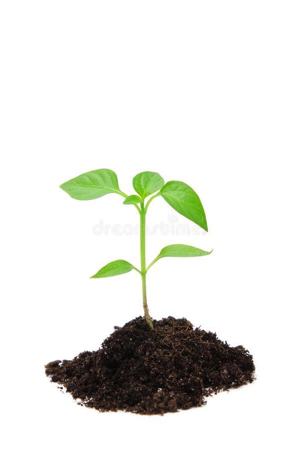 Plant in hand stock photo. Image of botany, flower, branch - 3974880