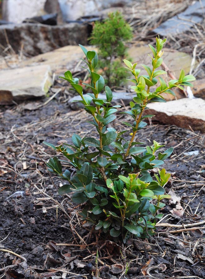 Young Plant of Boxwood Bush Stock Image - Image of horticulture, buxus ...