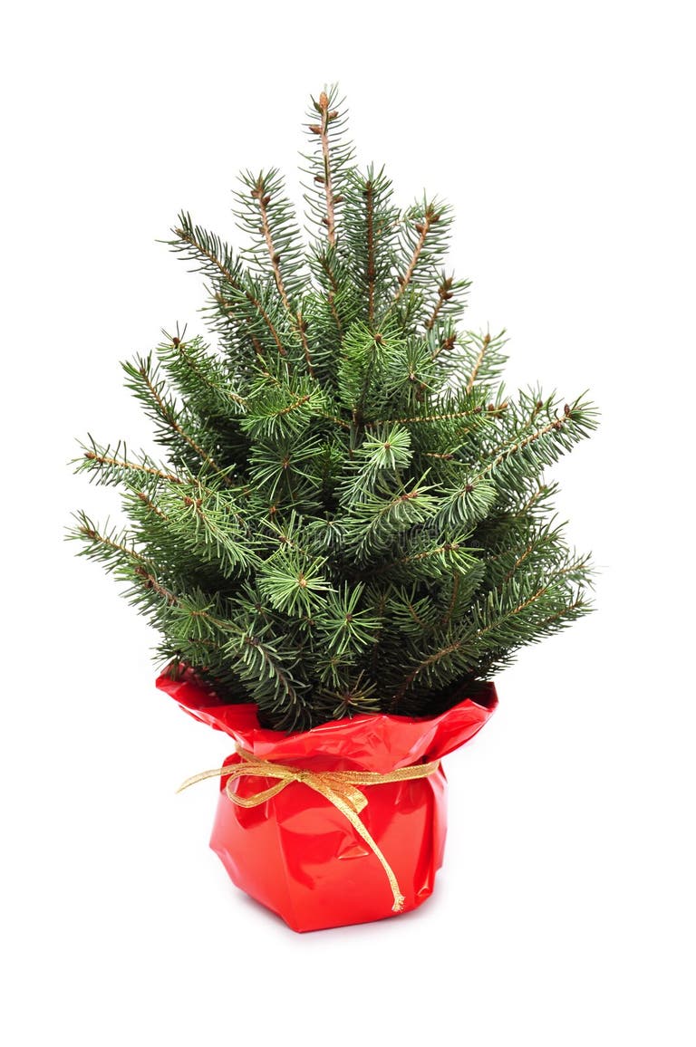 231,442 Christmas Tree Anteneum Plant Stock Photos - Free & Royalty ...