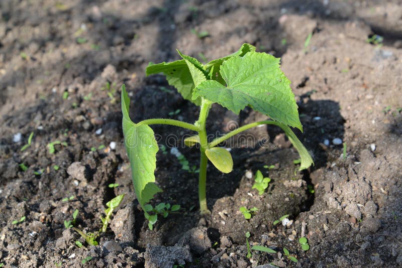 Young plant of a cucumber stock image. Image of family - 58623993